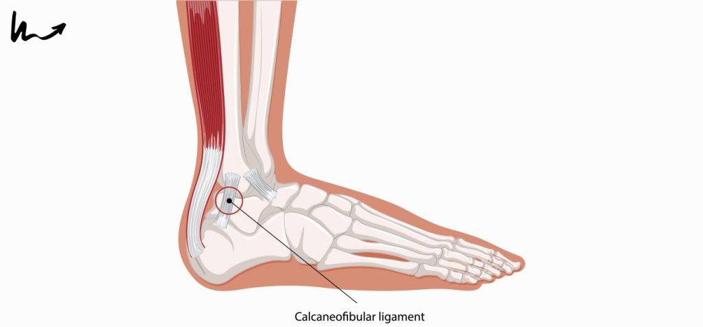 Ankle Ligament Tear Healing Time | The Movement Laboratory