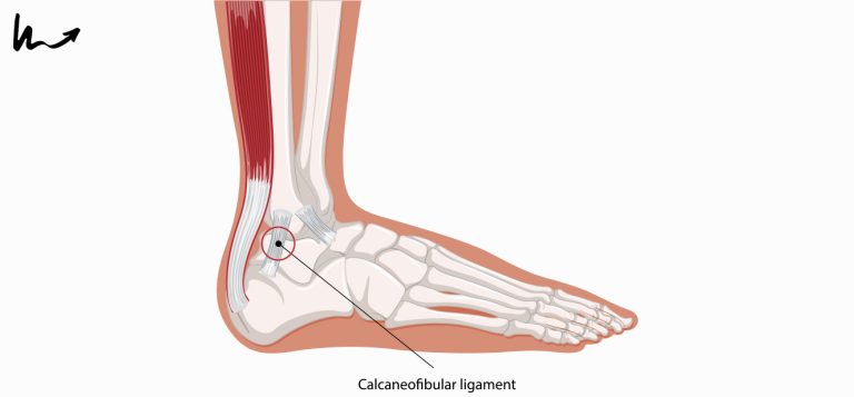 Ankle Ligament Tear Healing Time | The Movement Laboratory