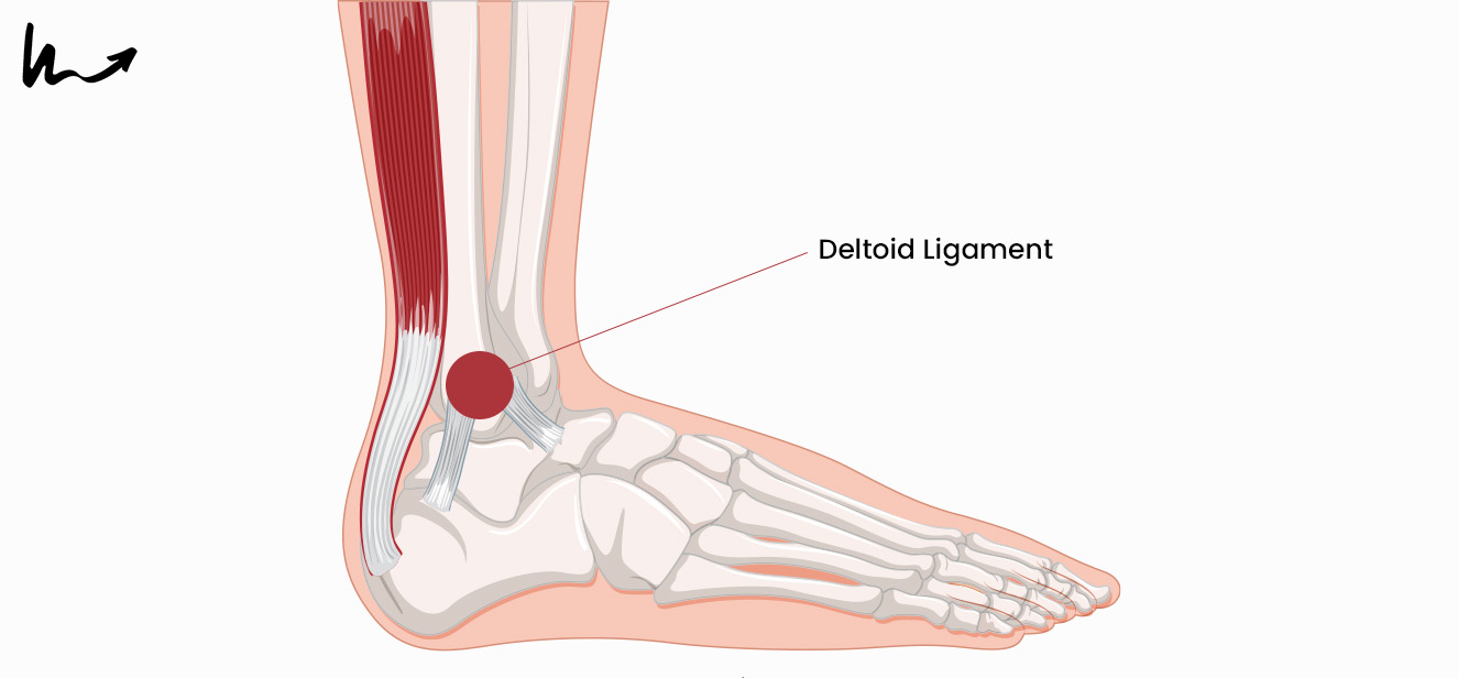 Ankle Ligament Tear Healing Time | The Movement Laboratory